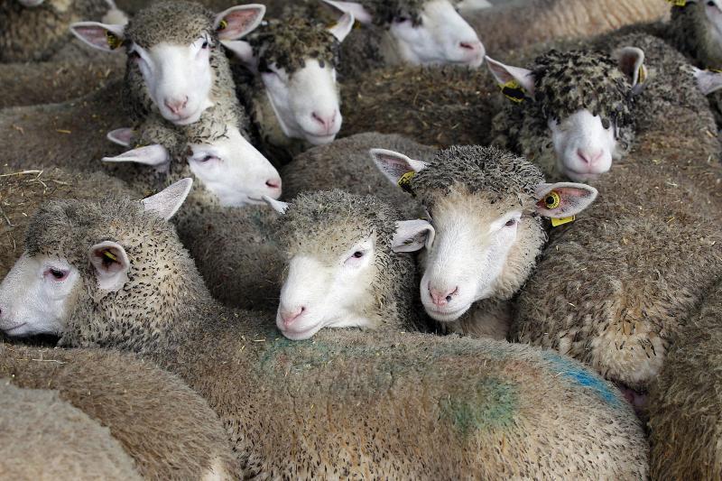 Les forces et les faiblesses de la production ovine | Caracterres