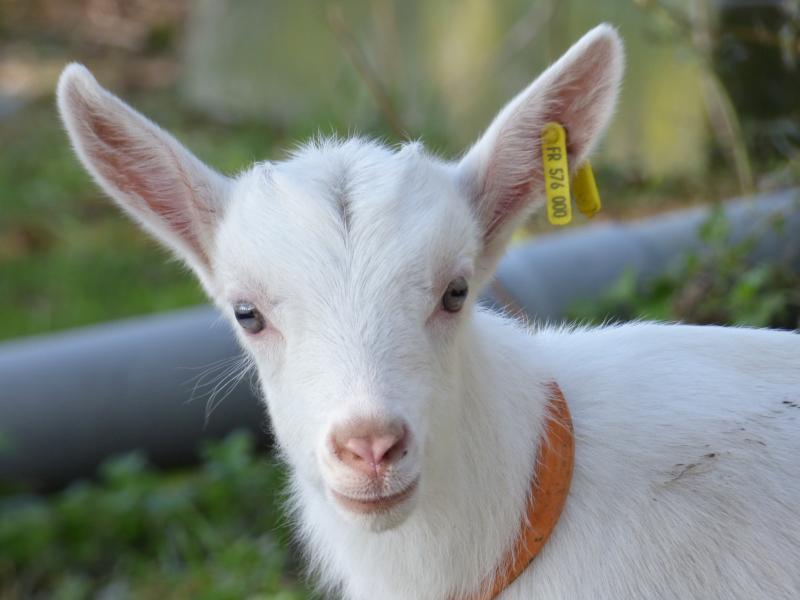 Viande de chevreau : une filière à revaloriser | Caracterres