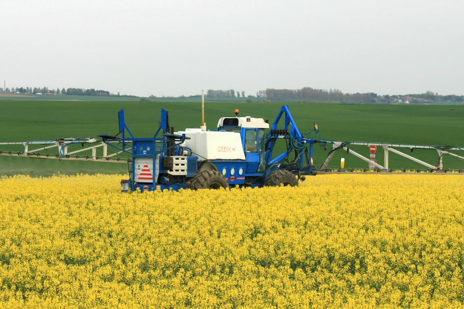 Colza | Grosse altise et charançon du bourgeon terminal : les moyens de ...
