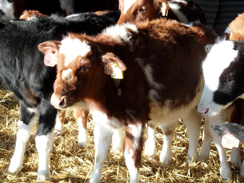 Sanitaire | BVD : une réglementation sur la maladie | Caracterres