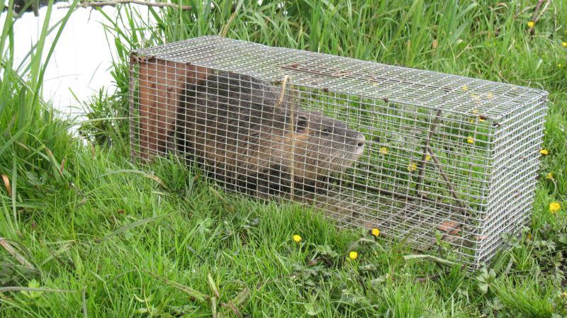 La nouvelle technique de piégeage va faire des petits | Caracterres