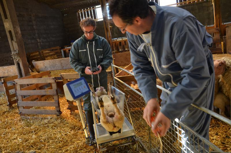 Des connaissances fines pour améliorer le poids des agneaux | Caracterres