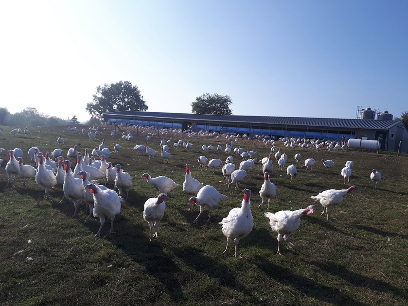 Aviculture bio | Aller toujours plus loin pour renforcer le bien-être ...
