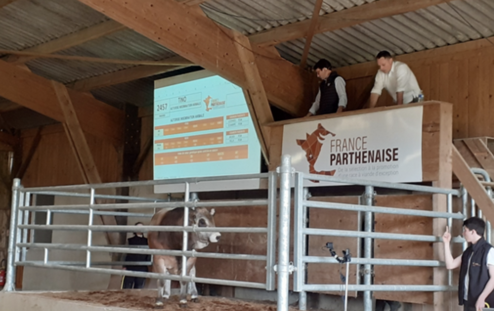 Vente à Melle | Quand les veaux parthenais partent comme des petits ...