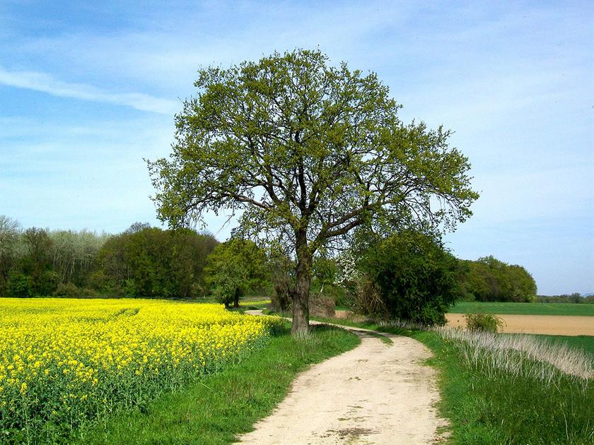 Code rural | Les chemins d’exploitation et le bail rural | Caracterres