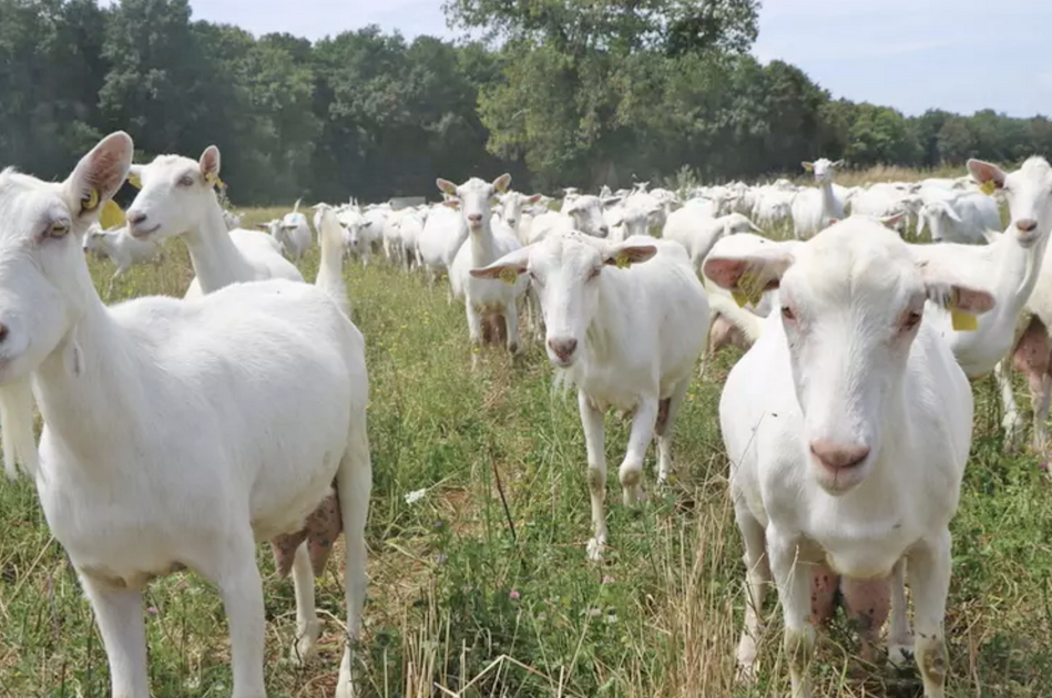 Fièvre Q : « Sans symptômes, il n’y a pas lieu de s’inquiéter chez les ...
