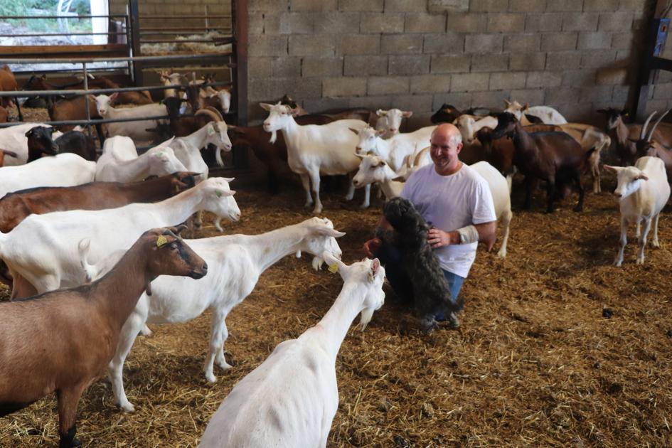 Caprin : Il remplace ses cultures de vente par du méteil | Caracterres