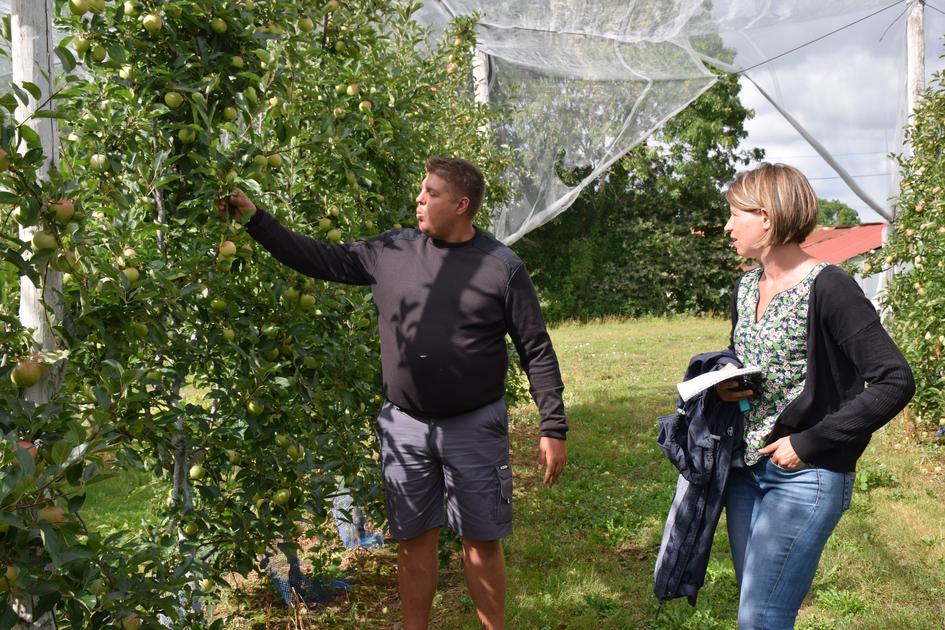 Arboriculture | Un "beau potentiel" dans les vergers | Caracterres
