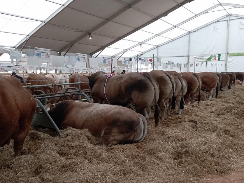 EVÉNEMENT | Tech'Élevage : un salon pour les professionnels | Caracterres