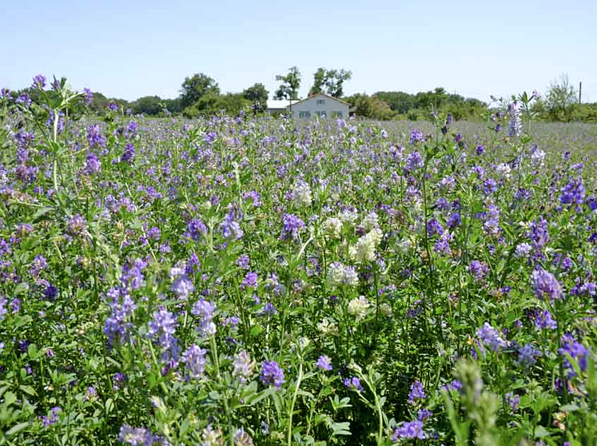 Autonomie | De la luzerne pour gagner en autonomie protéique | Caracterres