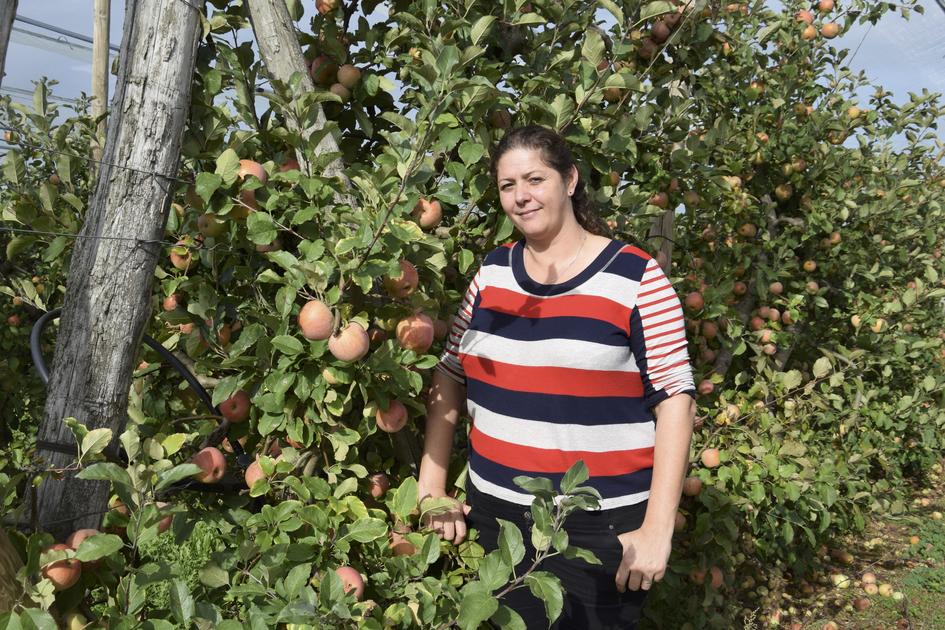 Dephy : le vert est dans le fruit | Caracterres