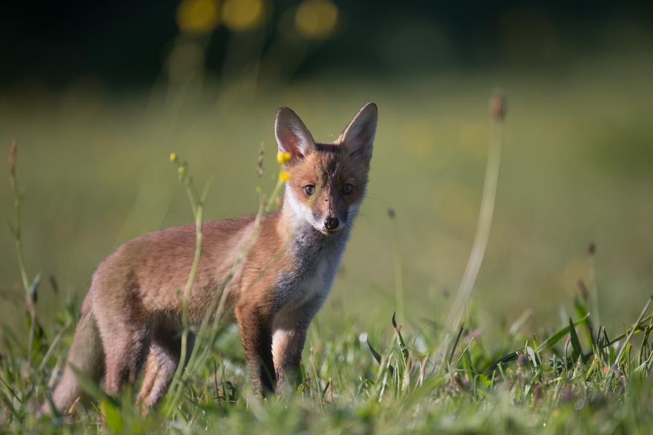 Régulation | Classement Esod : les espèces sur la liste d'après l ...