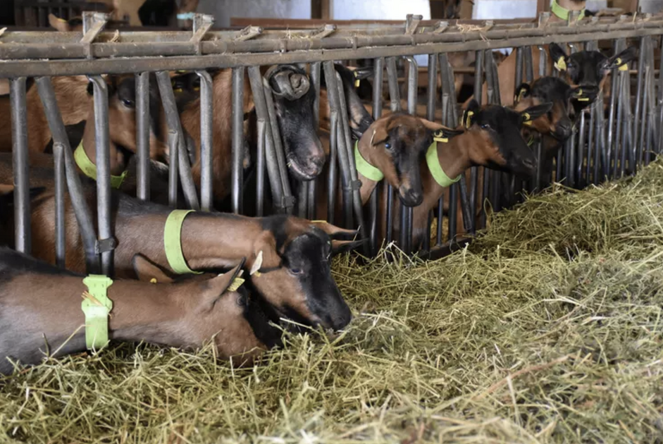 Caprins | L’alimentation, un levier dans l’adaptation au changement ...