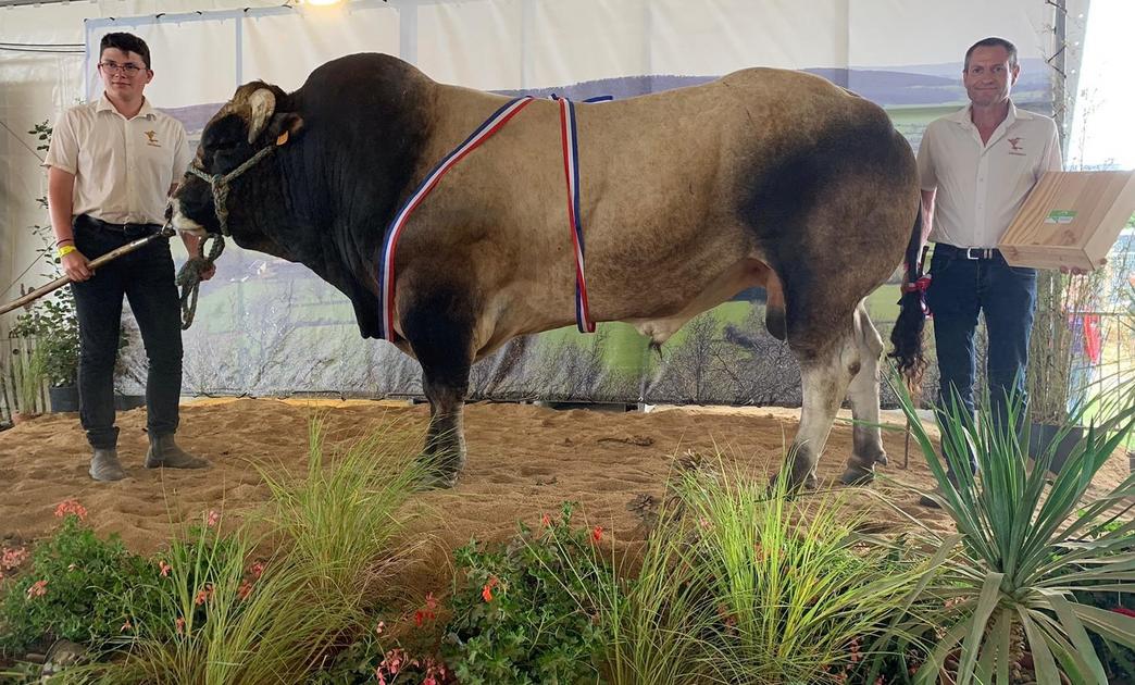 Bovin viande | Les "hors berceau" consacrés au national Parthenaise ...