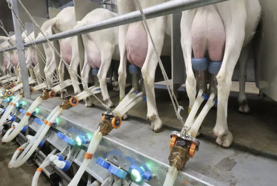 Caprins | Une conjoncture favorable à la filière lait de chèvre ...