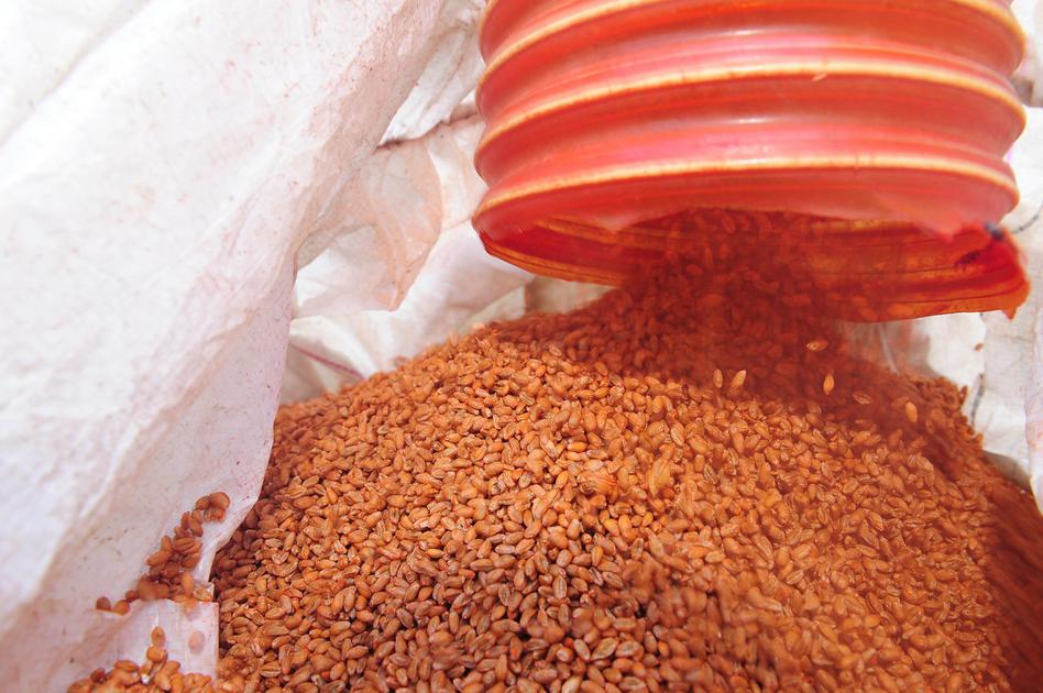 L'enrobage de semences poussé à se réinventer | Caracterres