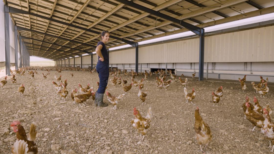 Aviculture | Un marché porteur et dynamique pour s'installer en poules ...
