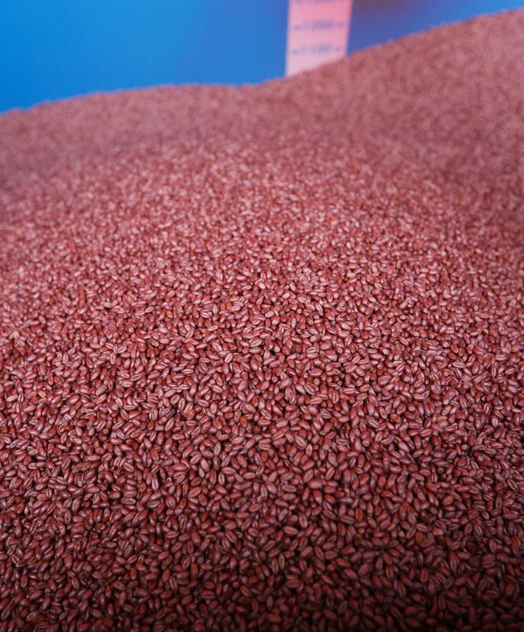 Blés | Traitements de semences : une protection de base suffisante ...