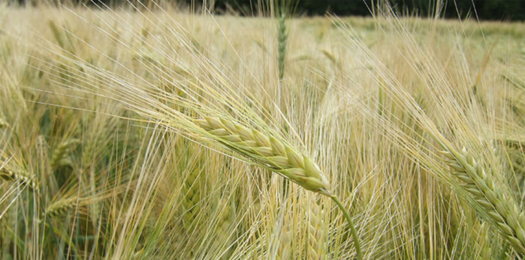 Grandes cultures | Céréales à paille : le bilan agroclimatique en ...