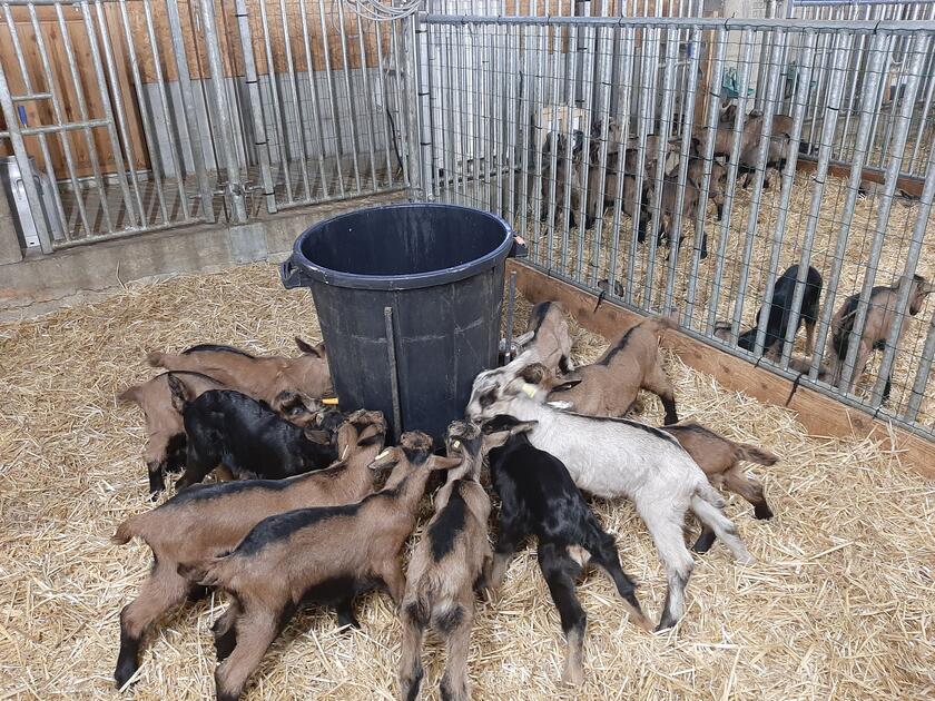 Engraissement des chevreaux à la ferme, quatre webinaires pour tout ...