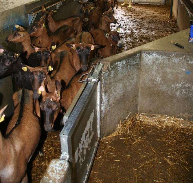 L’abattage alternatif, aussi en petits ruminants | Réussir La Chèvre