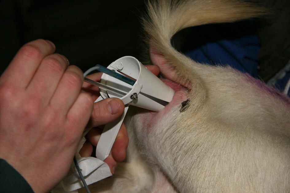 Reprise progressive de la sélection et de la reproduction caprine ...