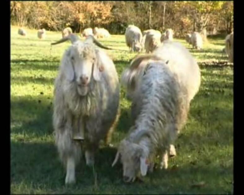 Le métier de chevrier | Réussir La Chèvre