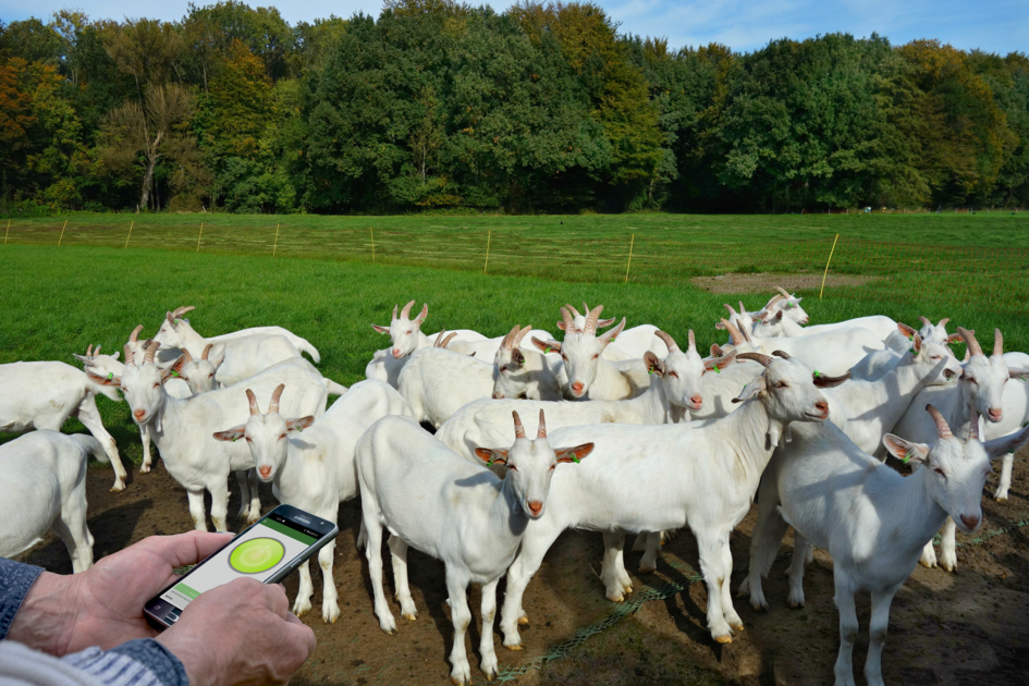 « Je mesure précisément le temps de travail sur mon élevage de chèvres ...