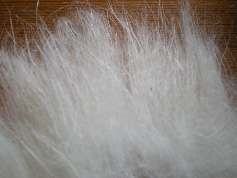 La chèvre Cachemire à la conquête du Beaujolais | Réussir La Chèvre