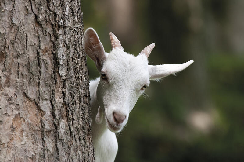 Evialis : Un complément énergétique végétal | Réussir La Chèvre