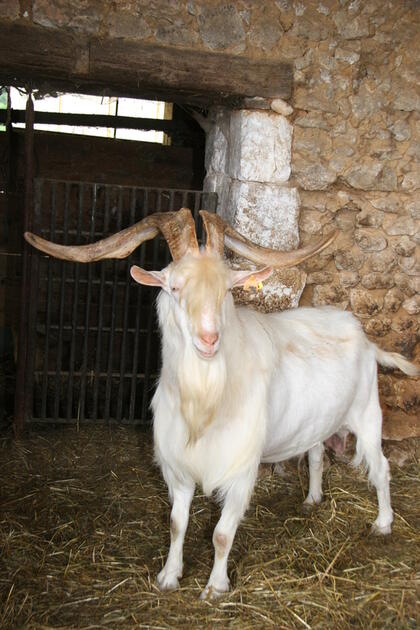 Reproduction : le pouvoir des mâles | Réussir La Chèvre