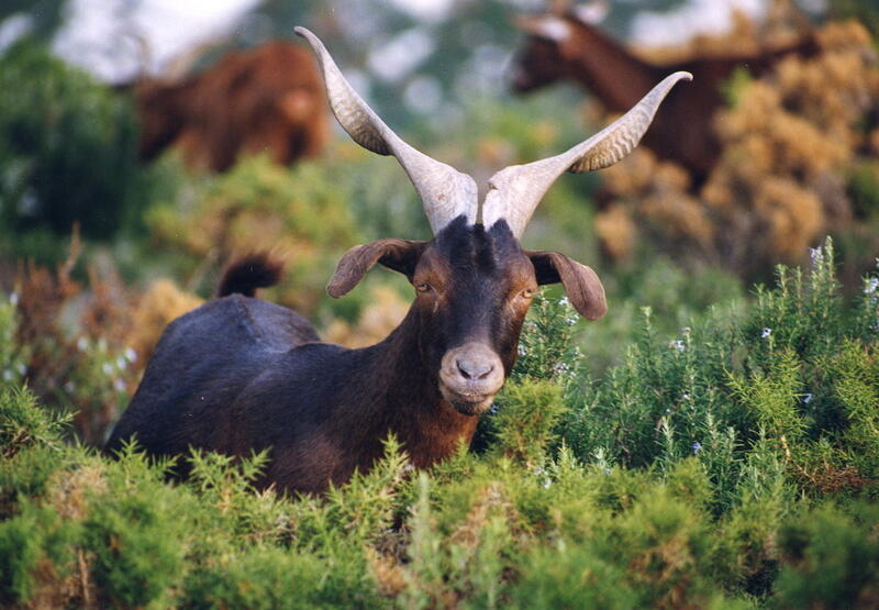 Chèvre du Rove | Réussir La Chèvre
