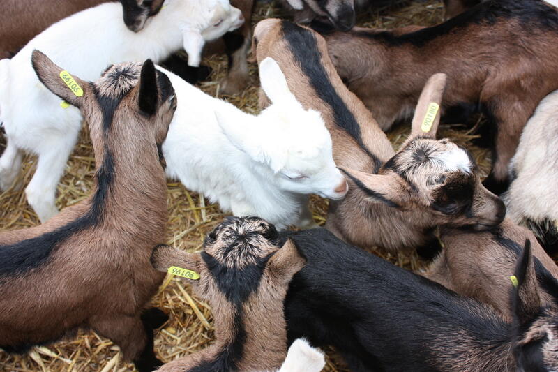 Coûte que coûte, libérer les stocks de chevreaux | Réussir La Chèvre