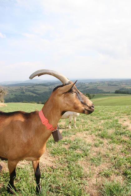 Une génétique caprine plus durable | Réussir La Chèvre