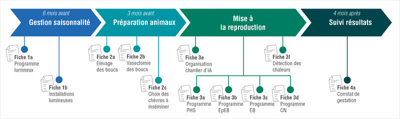 « 74 % de fertilité pour nos chèvres à l'IA avec le programme éponge et ...