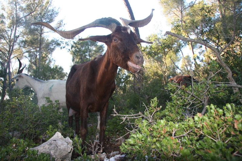 Chèvre du Rove : moins de chèvres et moins d’éleveurs | Réussir La Chèvre