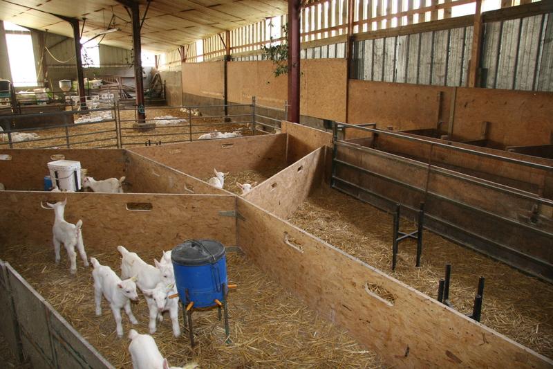 Un logement adapté à l’élevage des chevrettes | Réussir La Chèvre