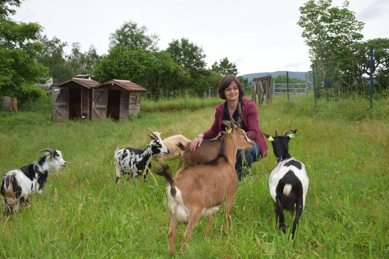 50 cm au garrot pour les chèvres miniatures | Réussir La Chèvre