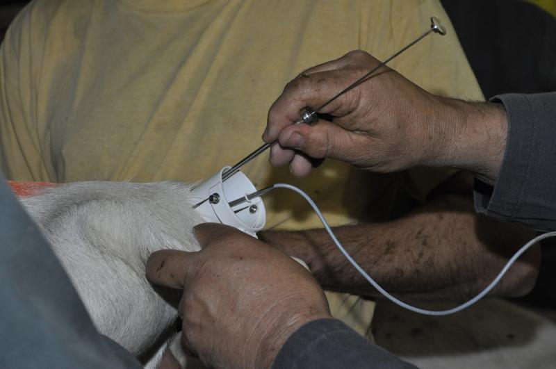 Trois conseils pour une bonne fertilité des chèvres à l’insémination ...