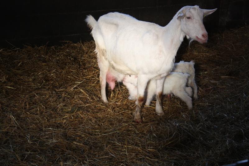 Que faire quand le Caev est dans son élevage de chèvres ? | Réussir La ...