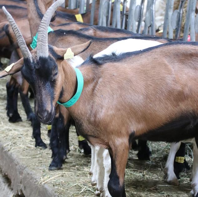 Avez-vous un troupeau de chèvres indemne de Caev ? | Réussir La Chèvre