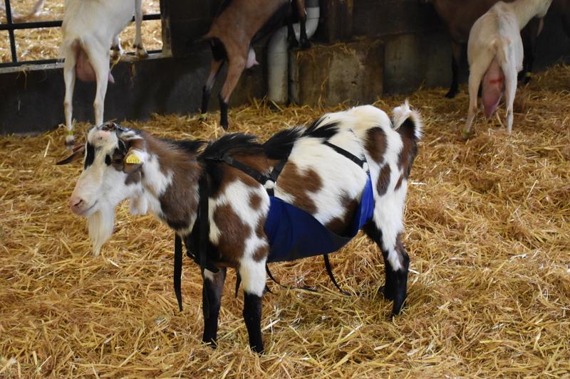 Comment vasectomiser un bouc ? | Réussir La Chèvre