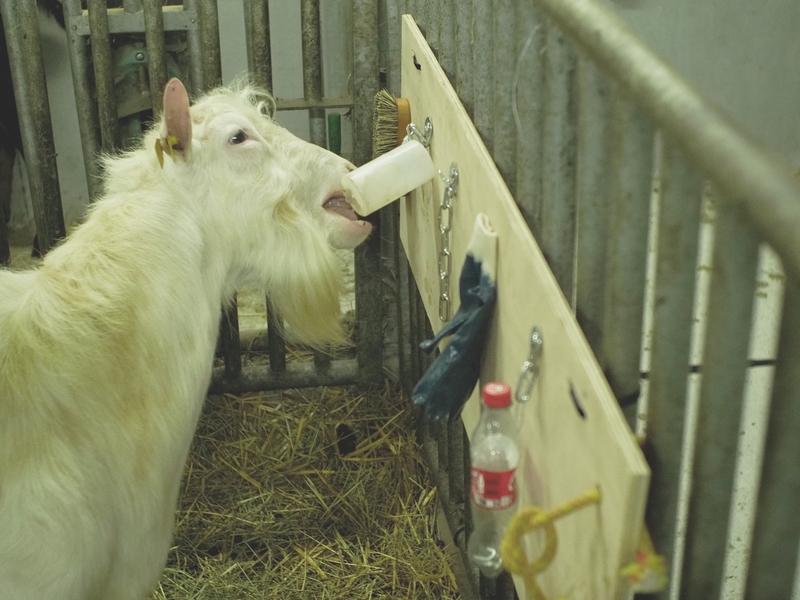 Les boucs se lassent vite des jouets | Réussir La Chèvre