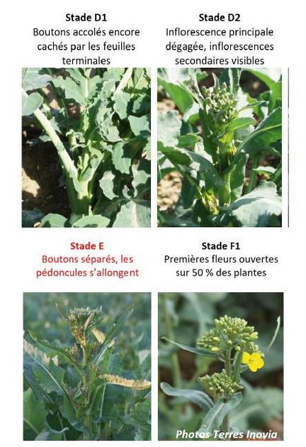 Sols trop humides et fertilisation du colza : que faire ? | Eure Agricole