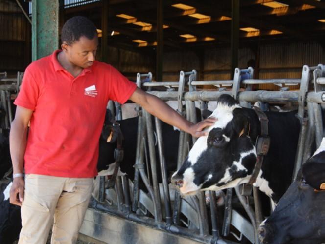 Reprise en élevage : Victor Delavoipière se fait sa place. | Eure Agricole