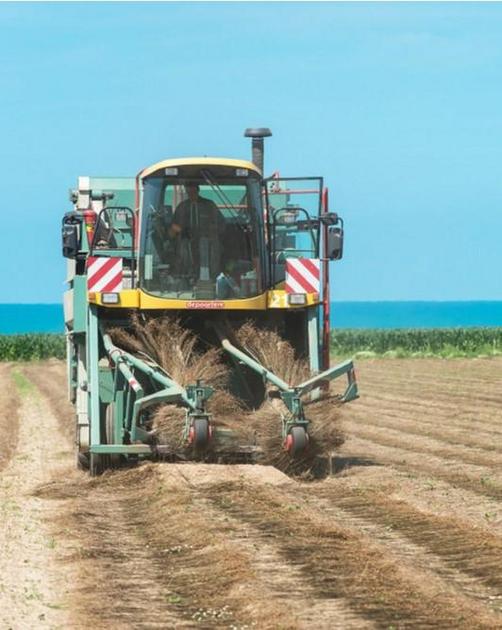 L’importance du semis dans la rentabilité du lin. | Eure Agricole
