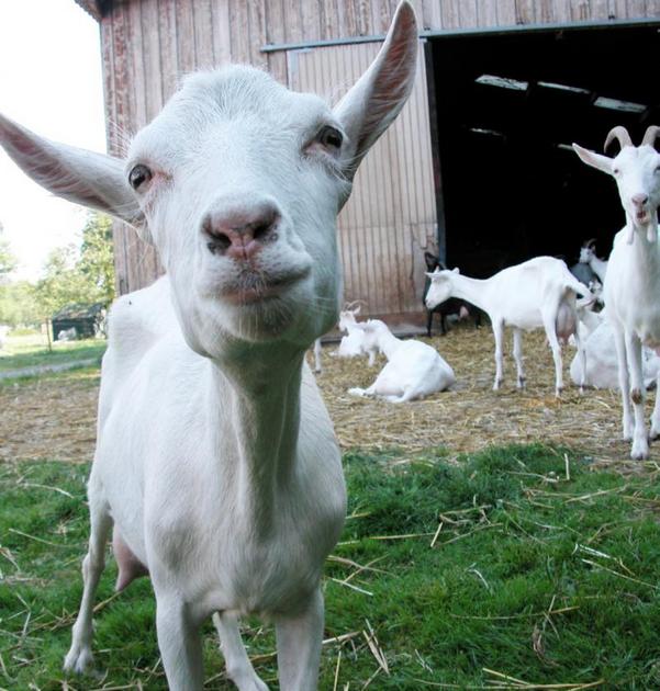 Des leviers techniques pour l'élevage de chèvres. | Eure Agricole