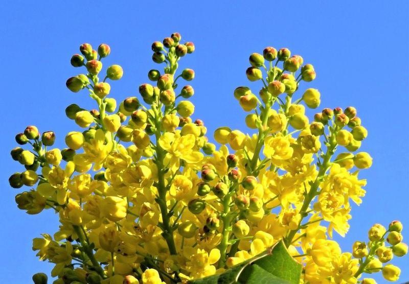 Croissance confortable pour le colza en Normandie. | Eure Agricole