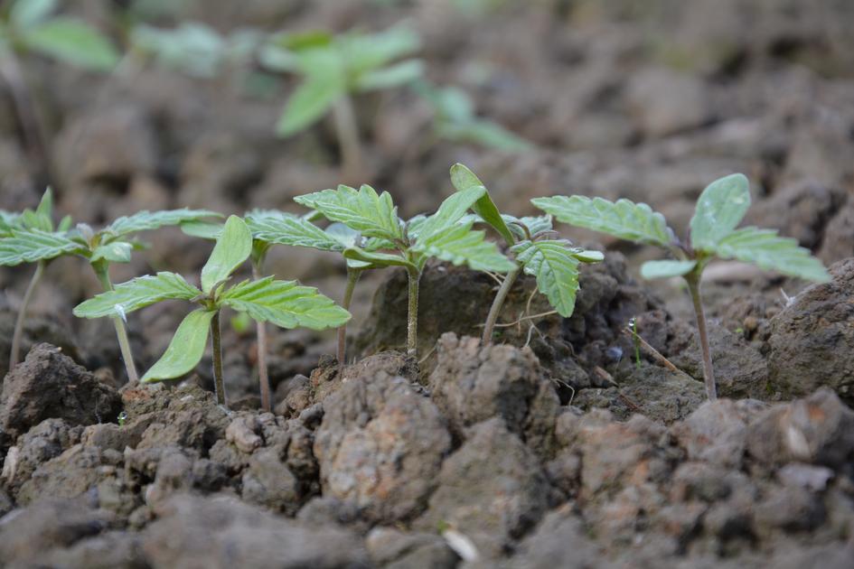 Les atouts du chanvre dans la rotation | Eure Agricole