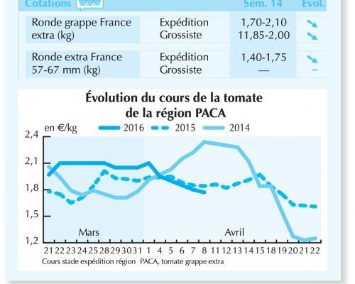 Tomate | Une demande plus timide | Réussir fruits & légumes